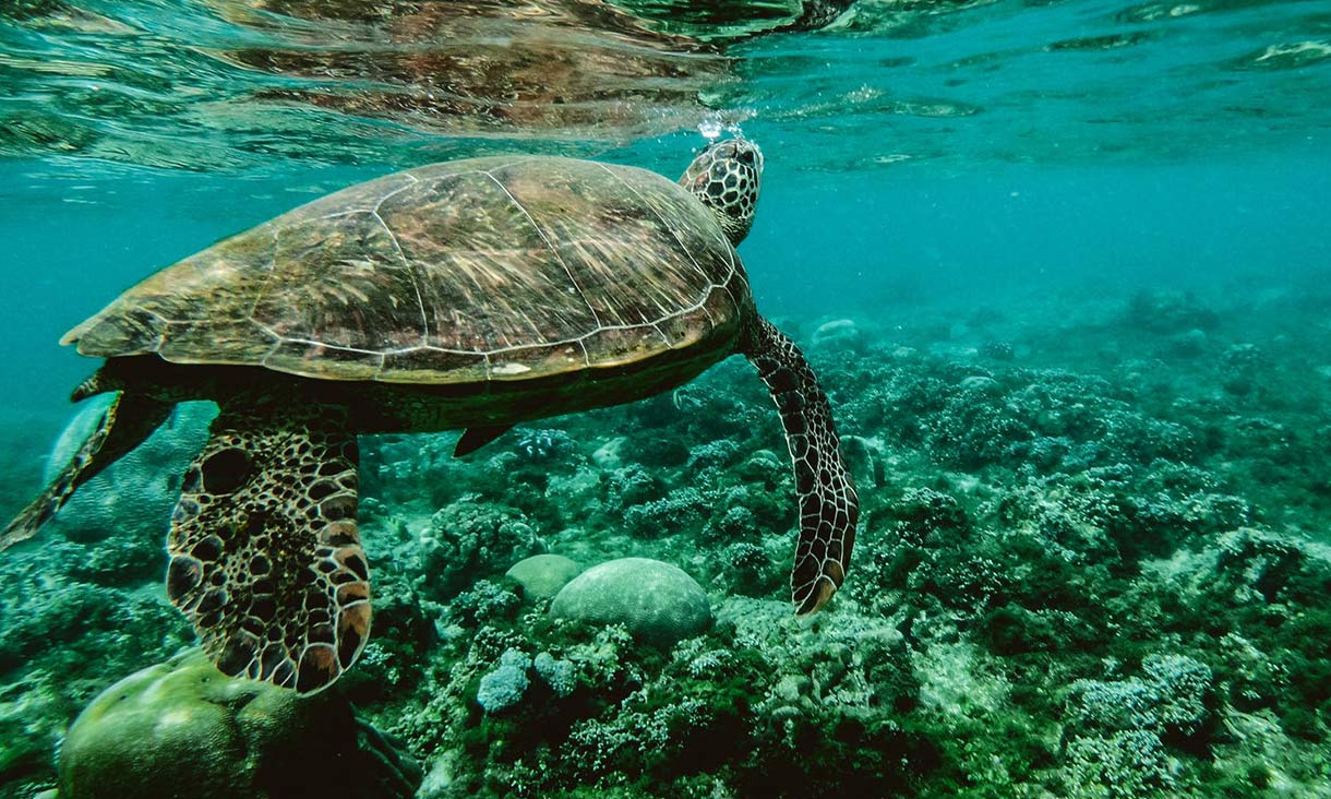 5 amazing Australian innovations in robots and AI | RMIT Online